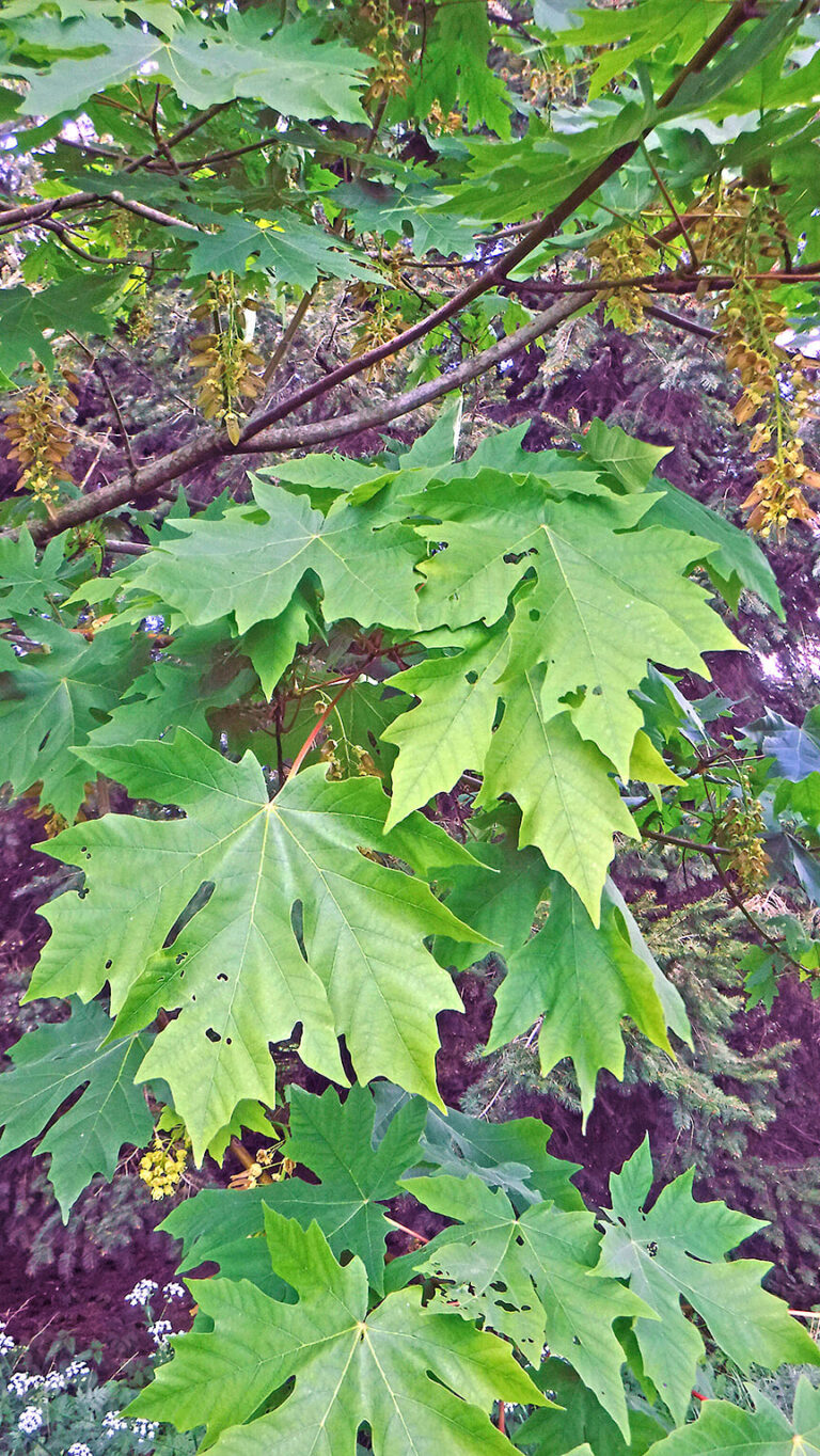 Wetenschappelijke namen van planten; Deel 2: beschrijvende namen ...