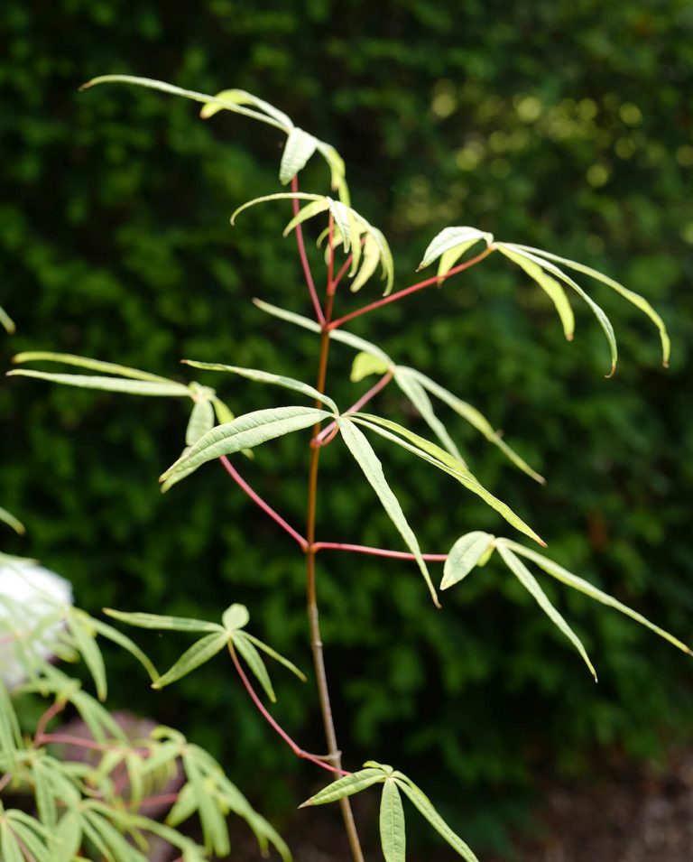 Acer pentaphyllum - Nederlandse Dendrologische Vereniging