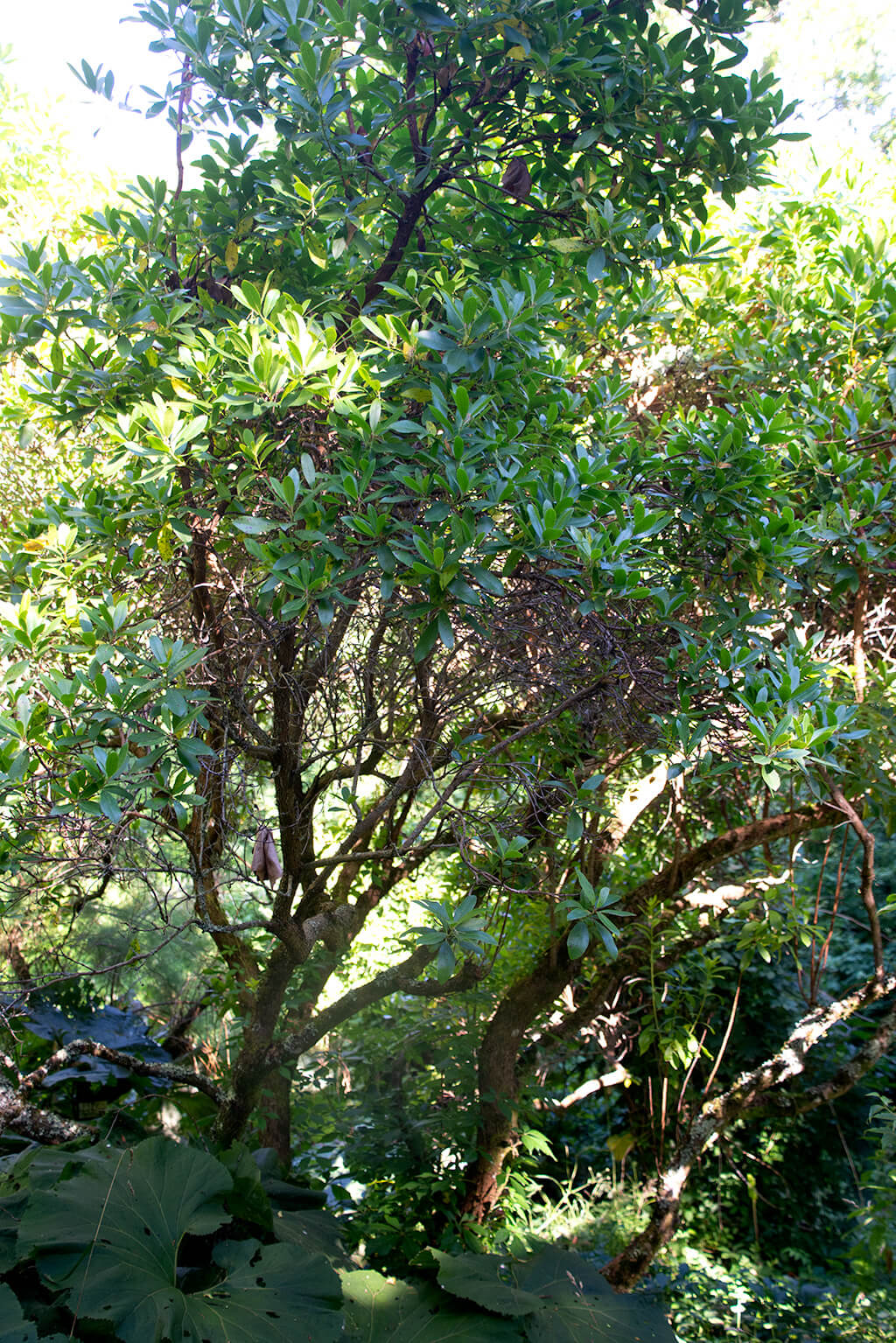 Arbutus unedo, warmte­minner met toekomst - Nederlandse Dendrologische ...