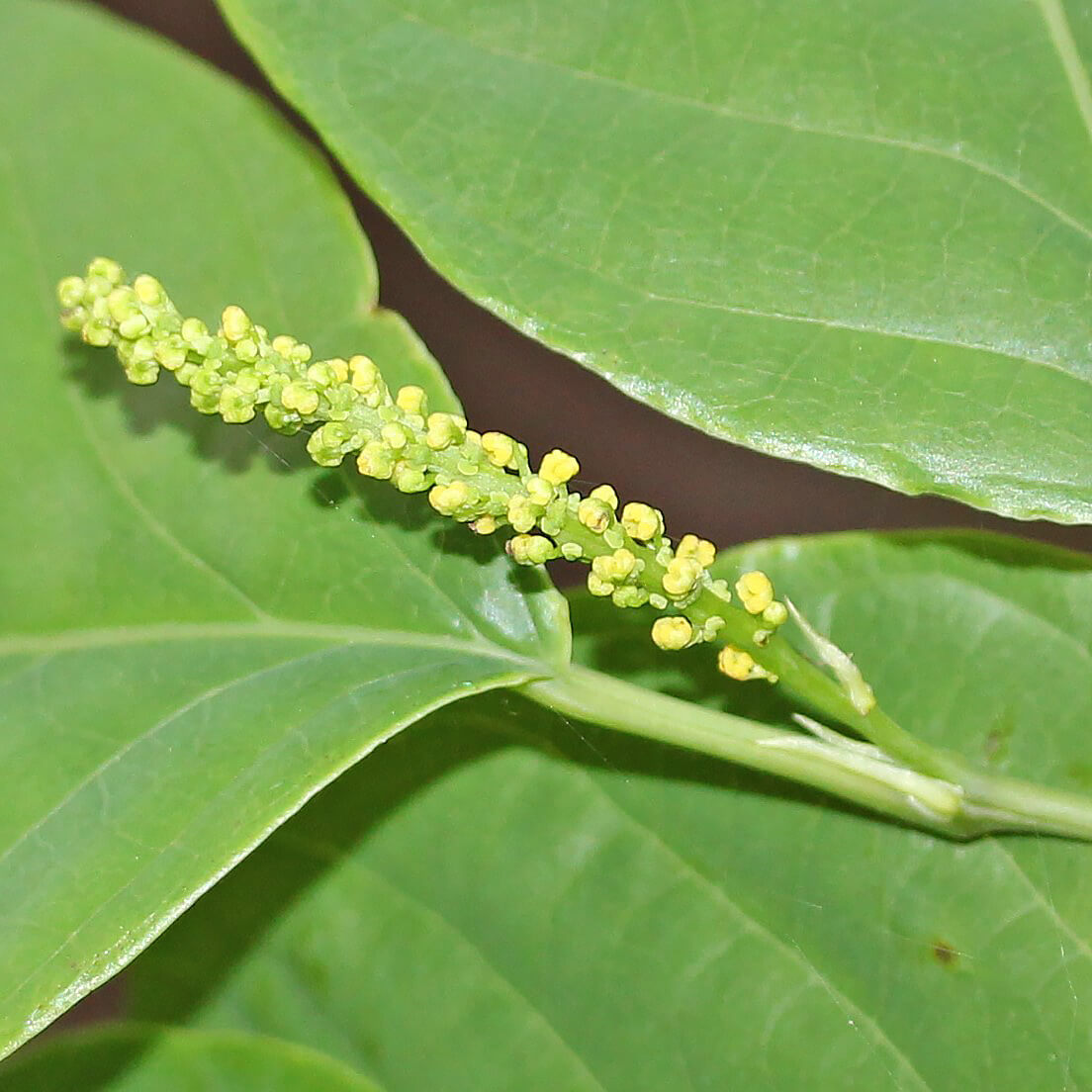 Neoshirakia japonica, bijzonder mooi! - Nederlandse Dendrologische ...