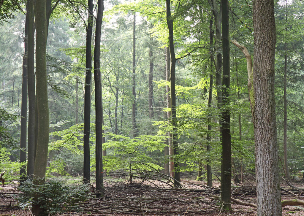 Analyse van natuur- en bosbeheer - Nederlandse Dendrologische Vereniging