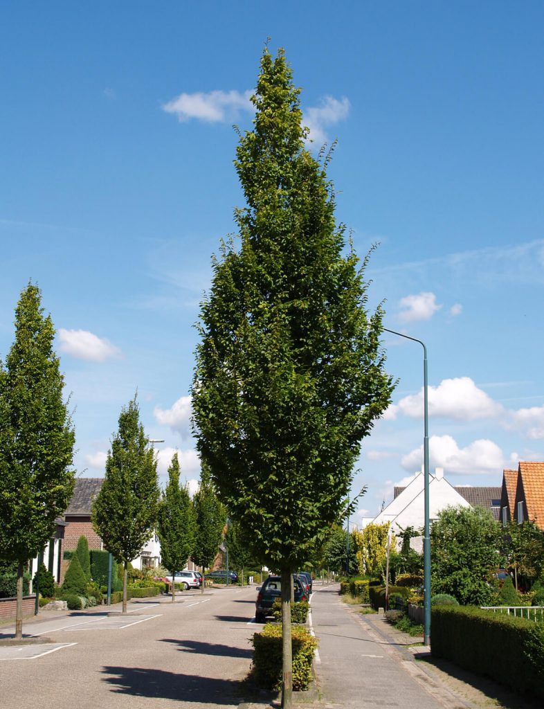Mijn favoriete boom: Carpinus betulus ‘Frans Fontaine’ - Nederlandse ...