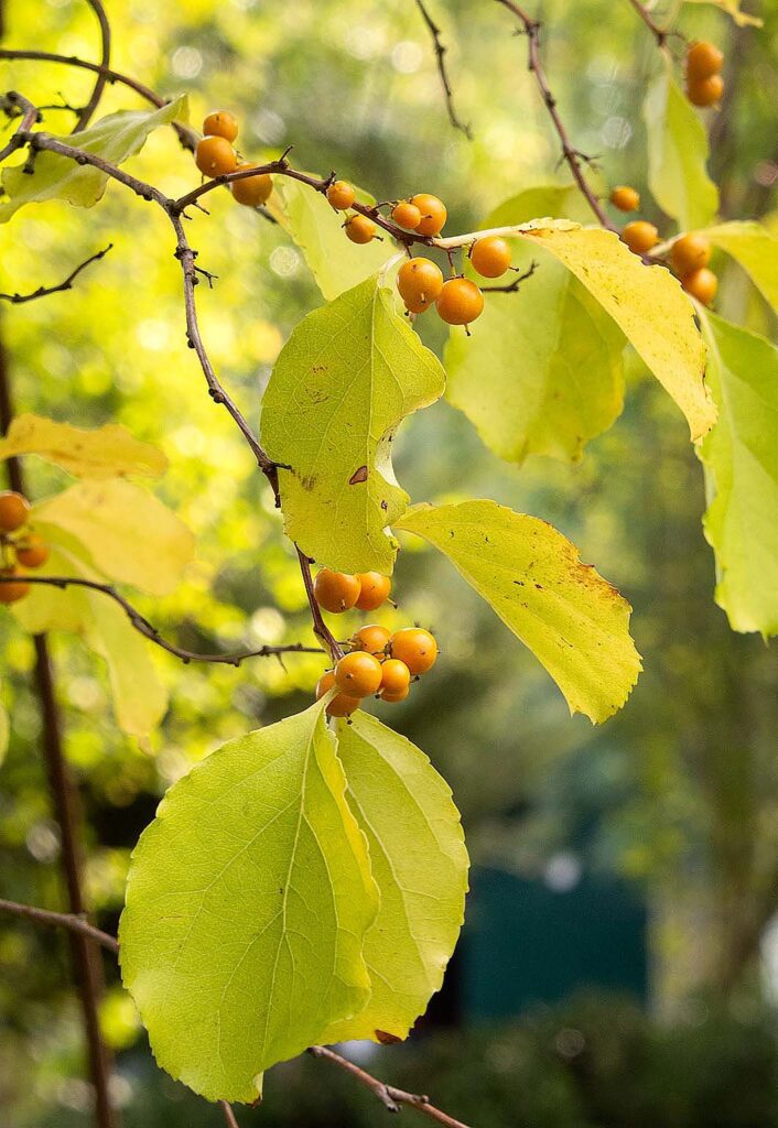 Celastrus orbiculatus, een fraaie maar bijzondere lastpost ...