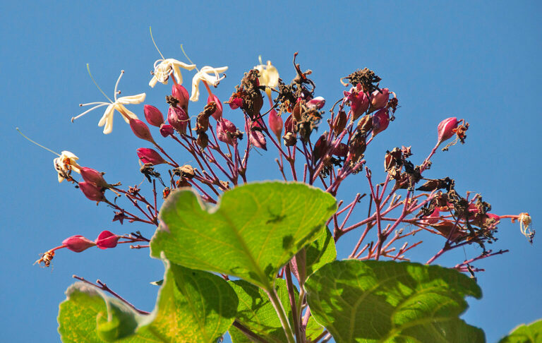 'Clerodendron' trichotomum, pindakaasboom, maar waarom kansenboom ...