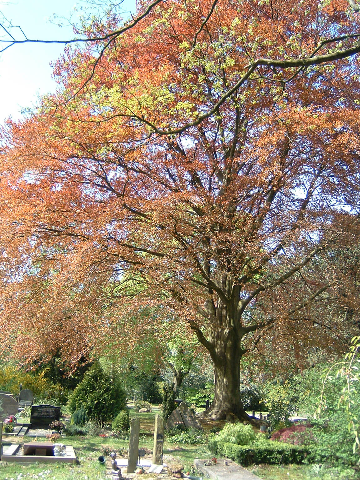 De Rode beuk* | Nederlandse Dendrologische Vereniging