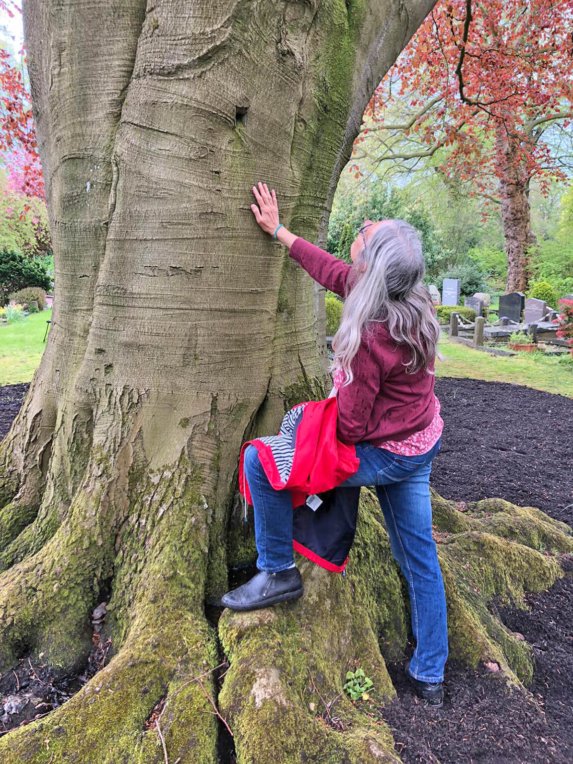 De Rode beuk* | Nederlandse Dendrologische Vereniging
