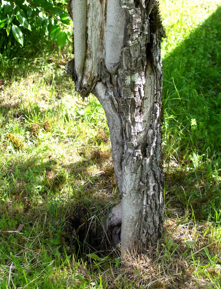 Een kleine walnotenboom (Juglans regia) die van geen ophouden weet ...