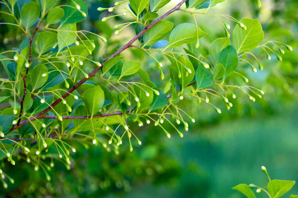 Styrax japonicus verdient meer toepassing - Nederlandse Dendrologische ...