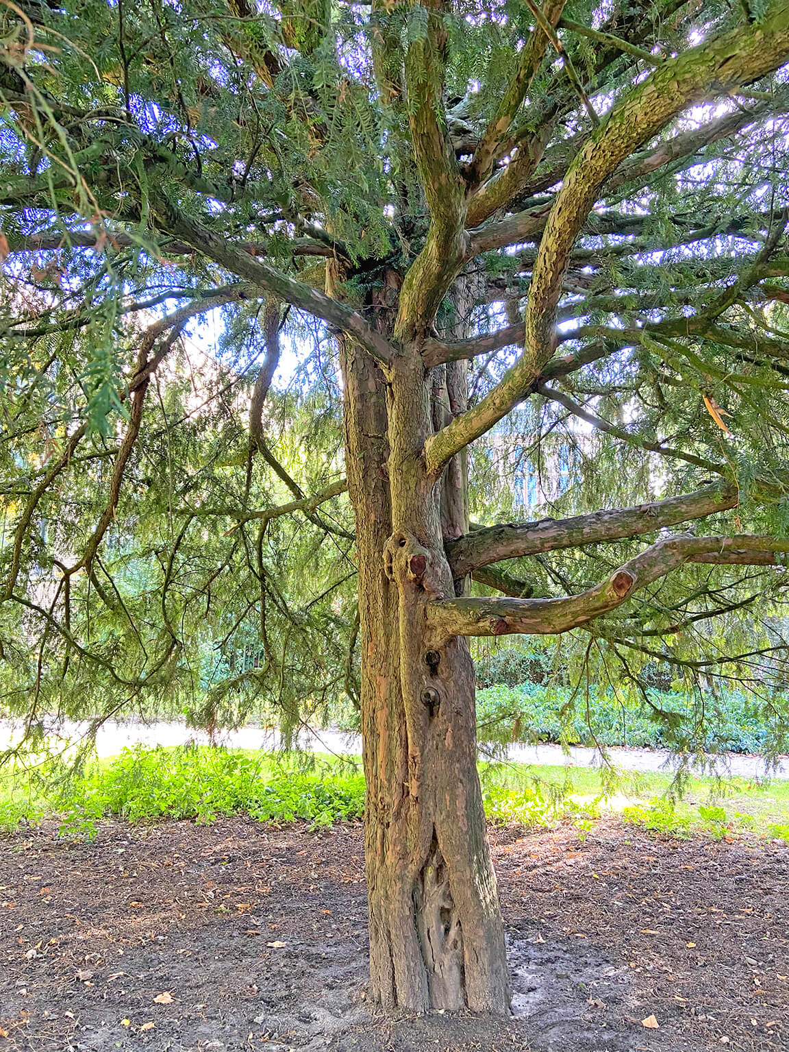 Taxus baccata, een boom­soort met namen die suizen - Nederlandse ...