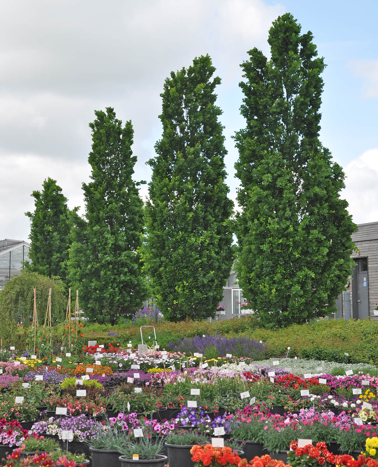 Kronkelzuileiken of Zuilkronkeleiken - Nederlandse Dendrologische ...