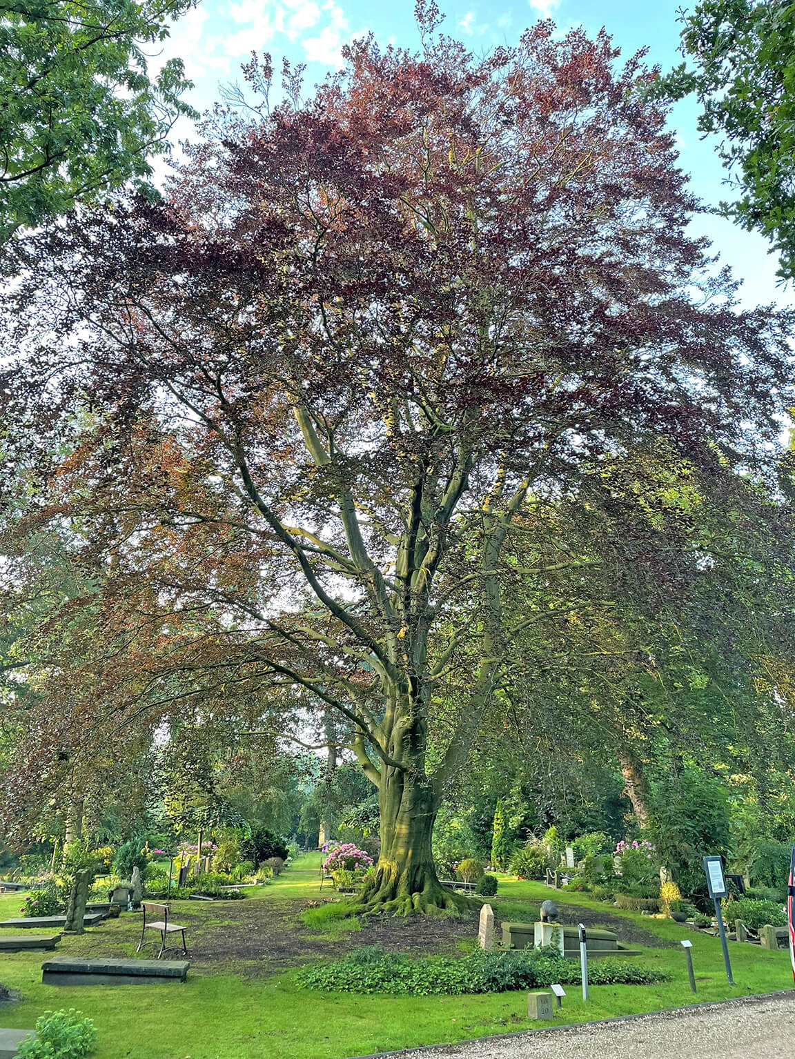 De Rode beuk* | Nederlandse Dendrologische Vereniging
