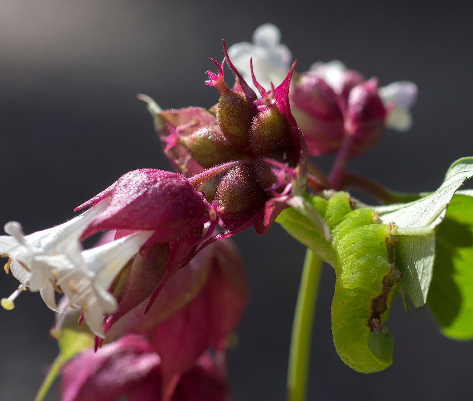 Leycesteria formosa, sieraad van de omslag - Nederlandse Dendrologische ...