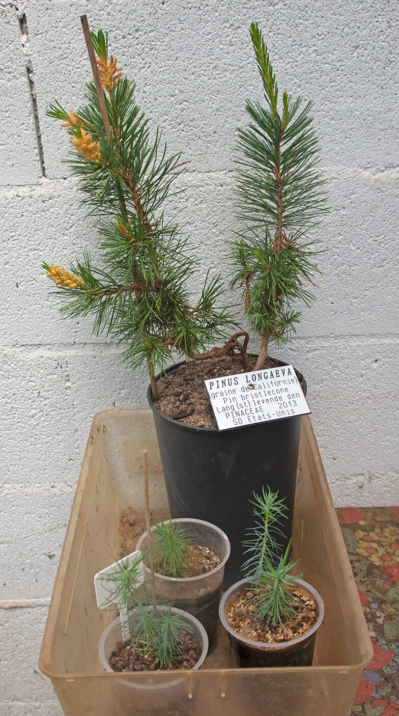 Pinus longaeva opkweken, soms een lastige klus - Nederlandse ...