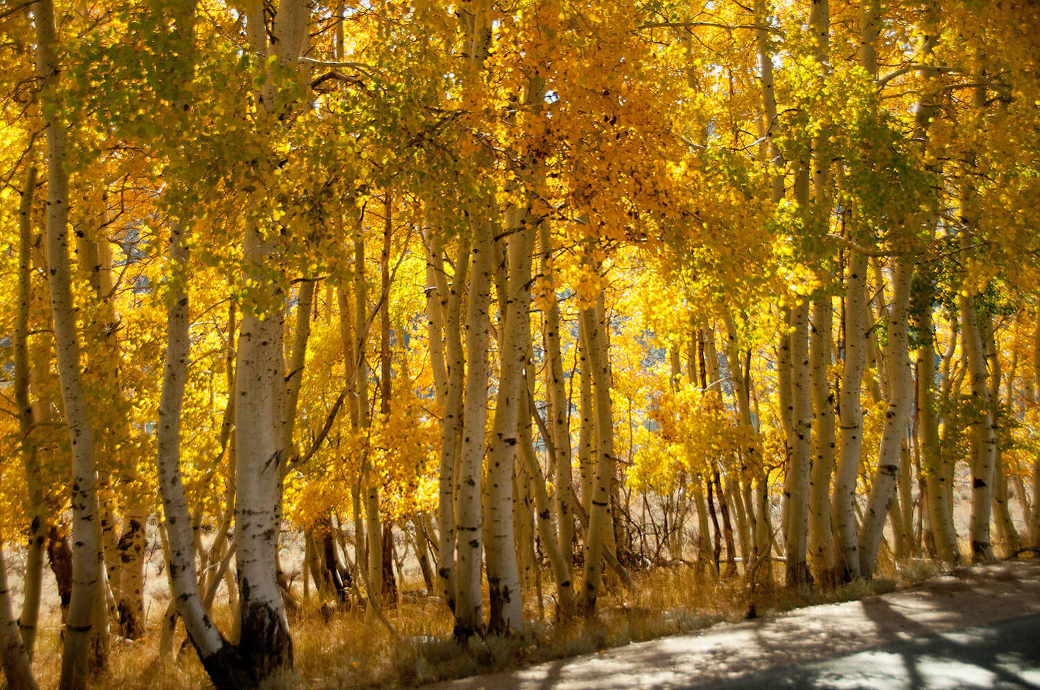 Populus tremuloides, in cultuur zeldzaam, maar talrijk in het thuisland ...