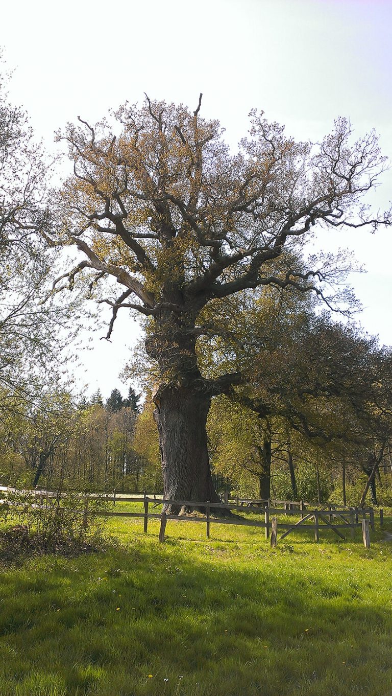 Dikke eik - Nederlandse Dendrologische Vereniging