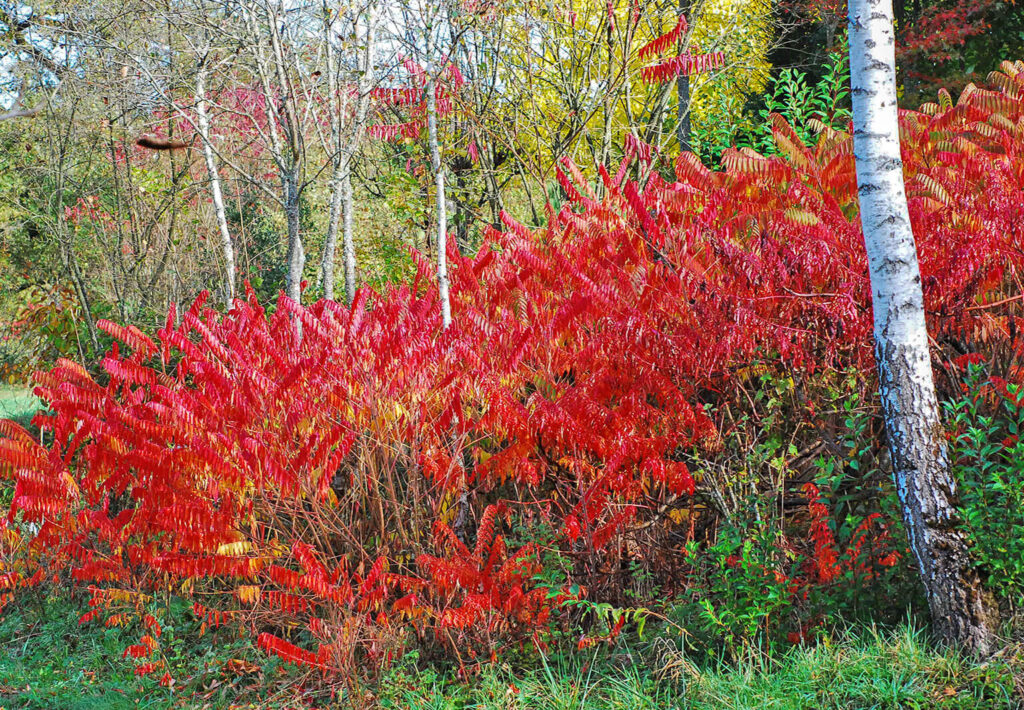 Rhus typhina ‘Dissecta’ showt kleurrijke herfsttooi - Nederlandse ...