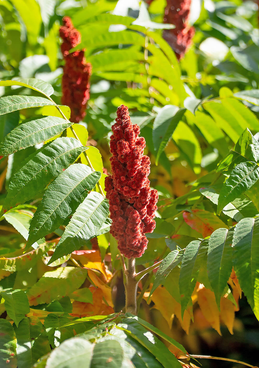 Rhus typhina ‘Dissecta’ showt kleurrijke herfsttooi - Nederlandse ...