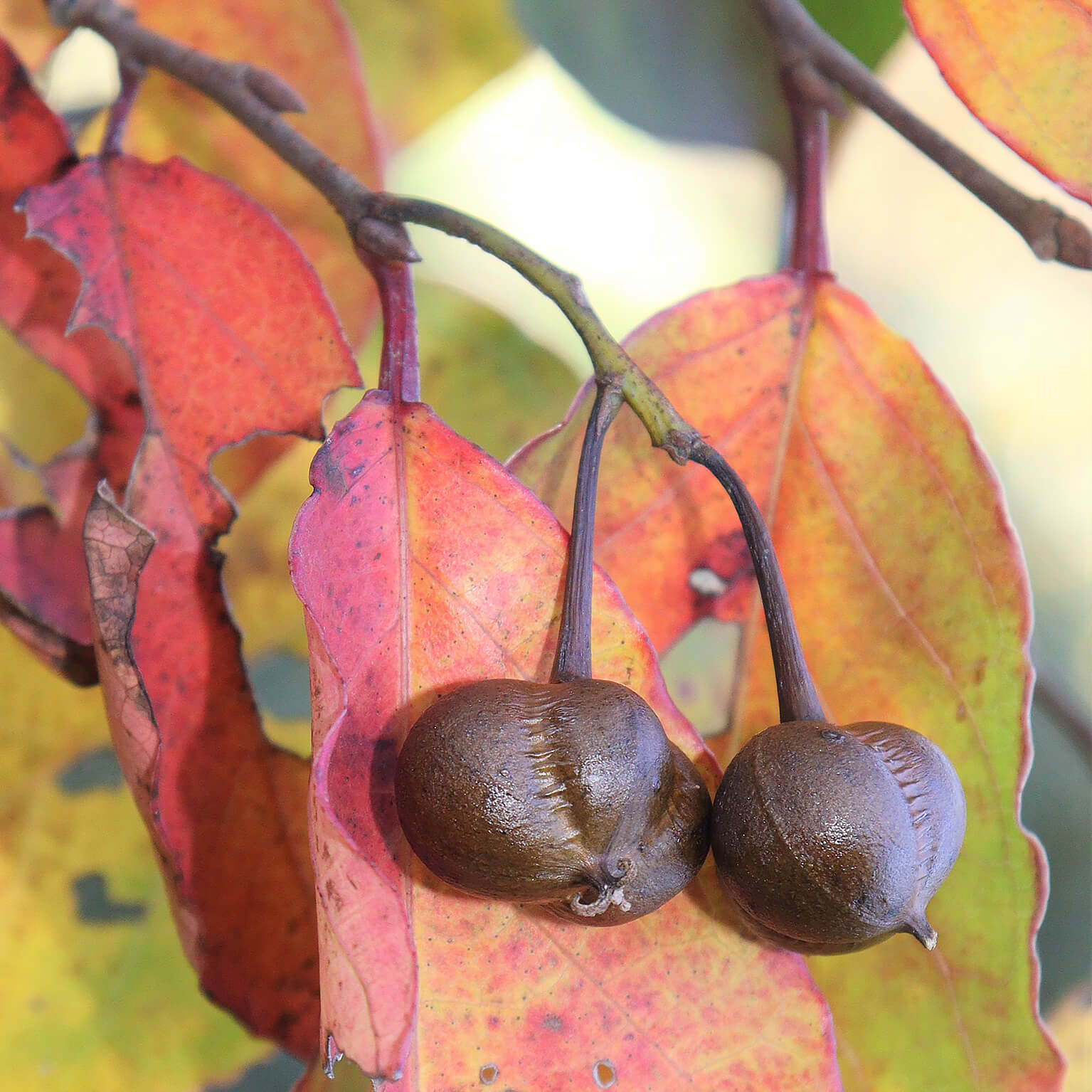 Neoshirakia japonica, bijzonder mooi! - Nederlandse Dendrologische ...