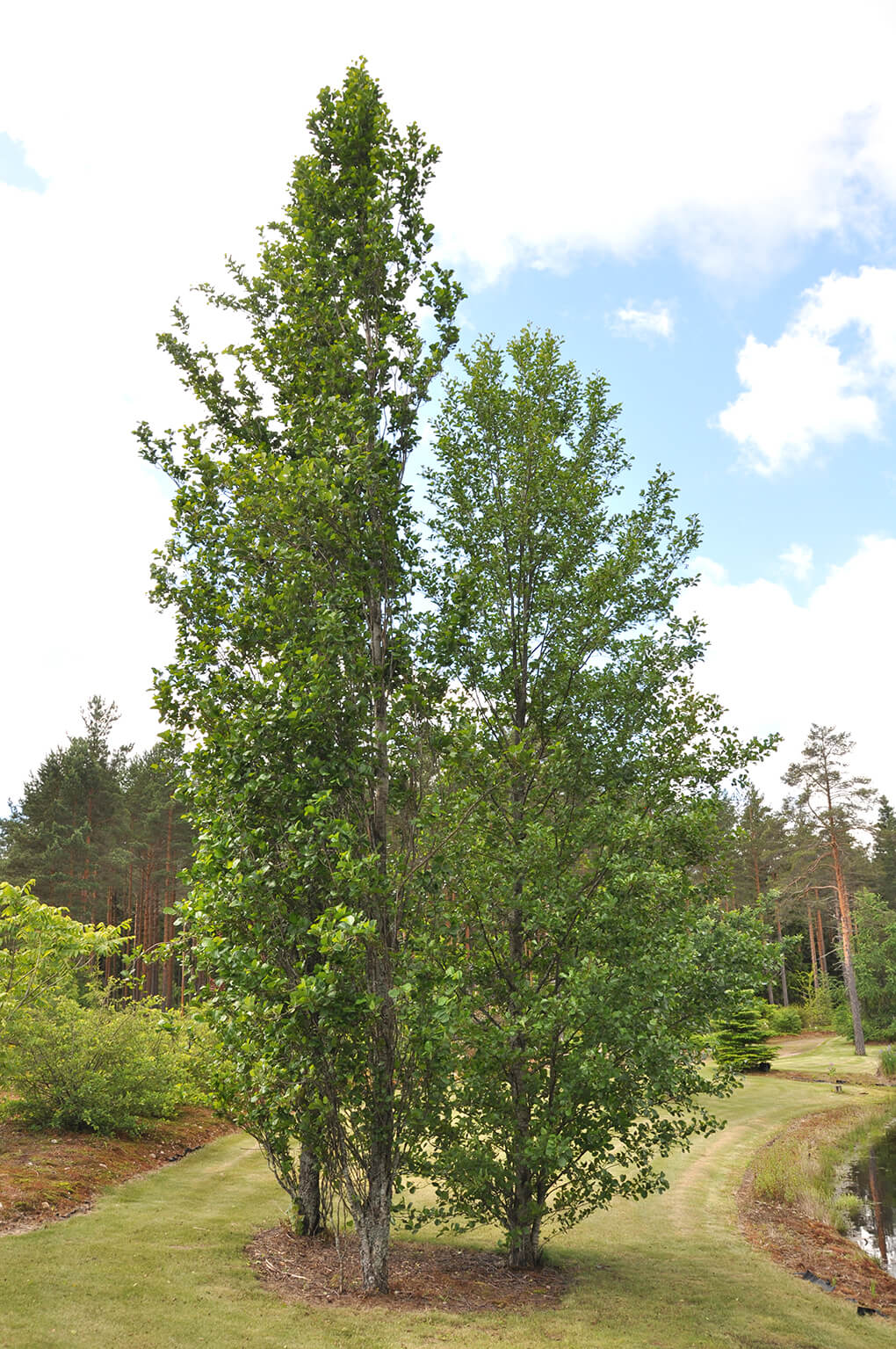 Alnus glutinosa ‘Pyramidalis’, vervolg (2) | Nederlandse Dendrologische ...
