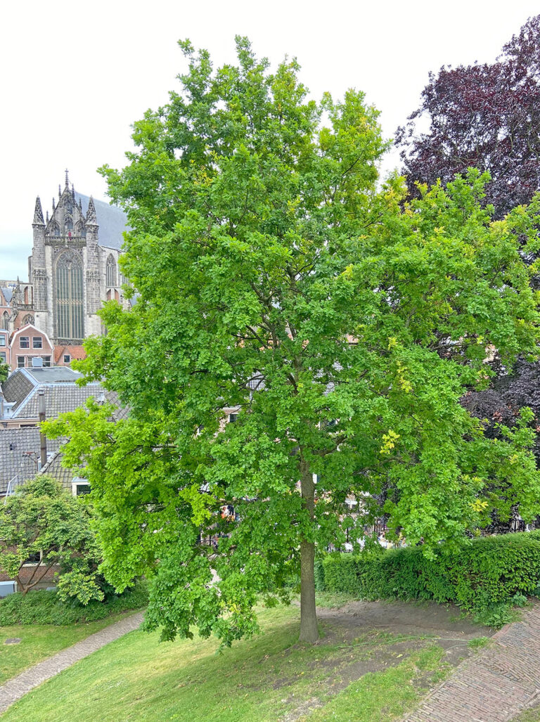 Vergelijking van lijsten met boomsoorten voor biodiversiteit - Nederlandse Dendrologische Vereniging
